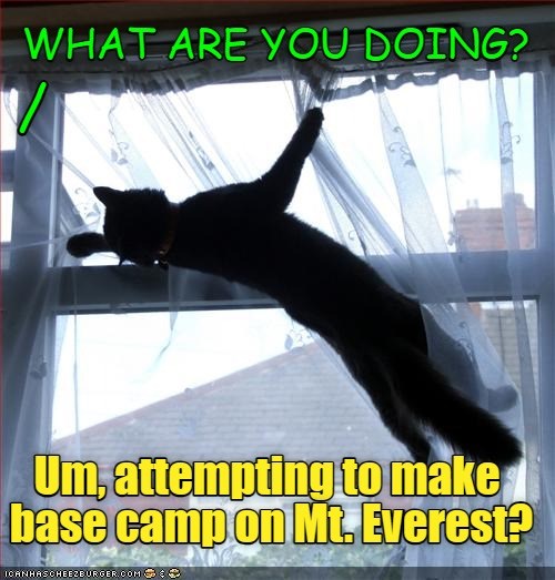 Here's your sign. - Lolcats - lol | cat memes | funny cats | funny cat ...