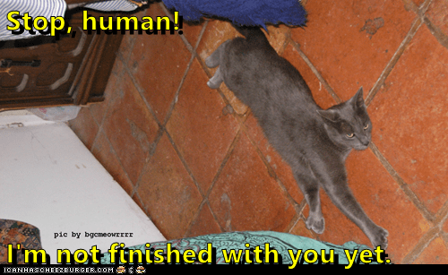 Stop, human - Lolcats - lol | cat memes | funny cats | funny cat ...