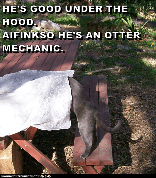 Good under the hood - Lolcats - lol | cat memes | funny cats | funny ...