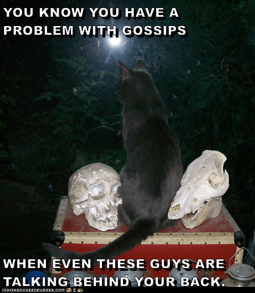 Gossip - Lolcats - lol | cat memes | funny cats | funny cat pictures ...