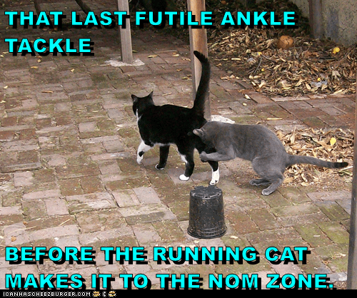 Nom zone - Lolcats - lol | cat memes | funny cats | funny cat pictures ...