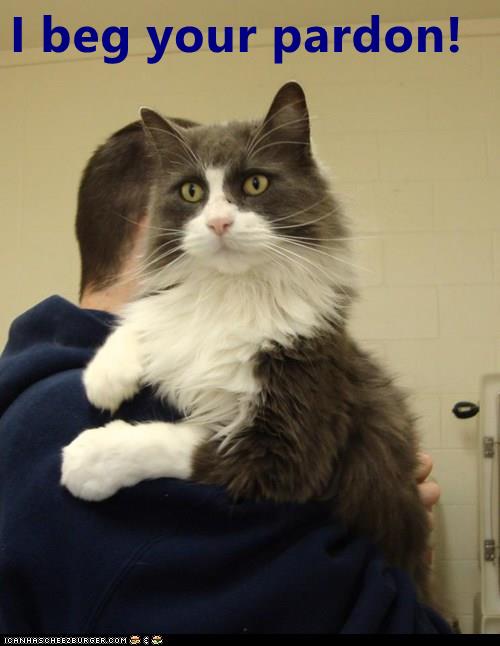 I beg your pardon! - Lolcats - lol | cat memes | funny cats | funny cat ...