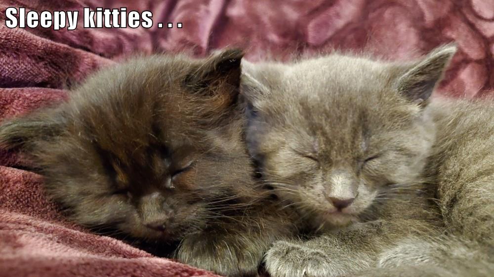 Catching some zzz's - Lolcats - lol | cat memes | funny cats | funny ...