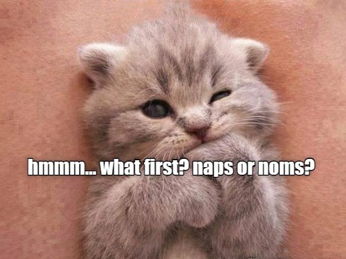 Important question - Lolcats - lol | cat memes | funny cats | funny cat ...