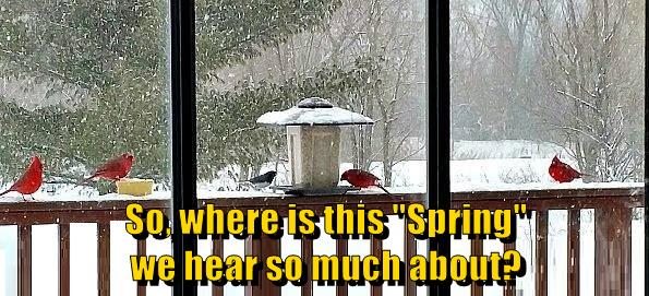 The groundhog messed up - Animal Comedy - Animal Comedy, funny animals ...