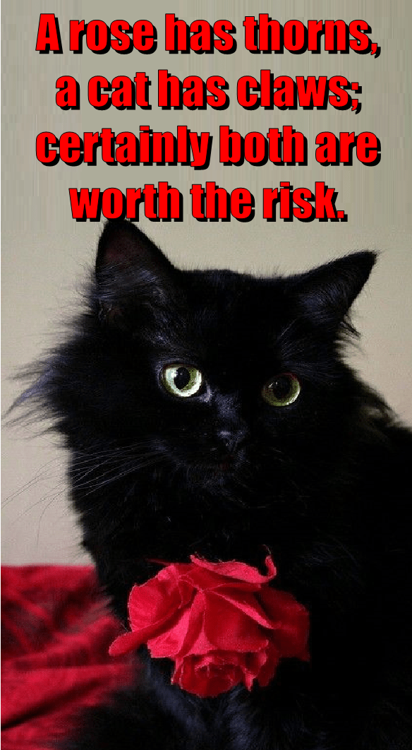 Would a rose by any other name still smell as sweet? - Lolcats - lol ...