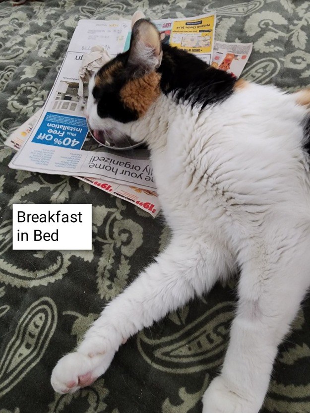 Hey. You know we ALL enjoy it. - Lolcats - lol | cat memes | funny cats ...