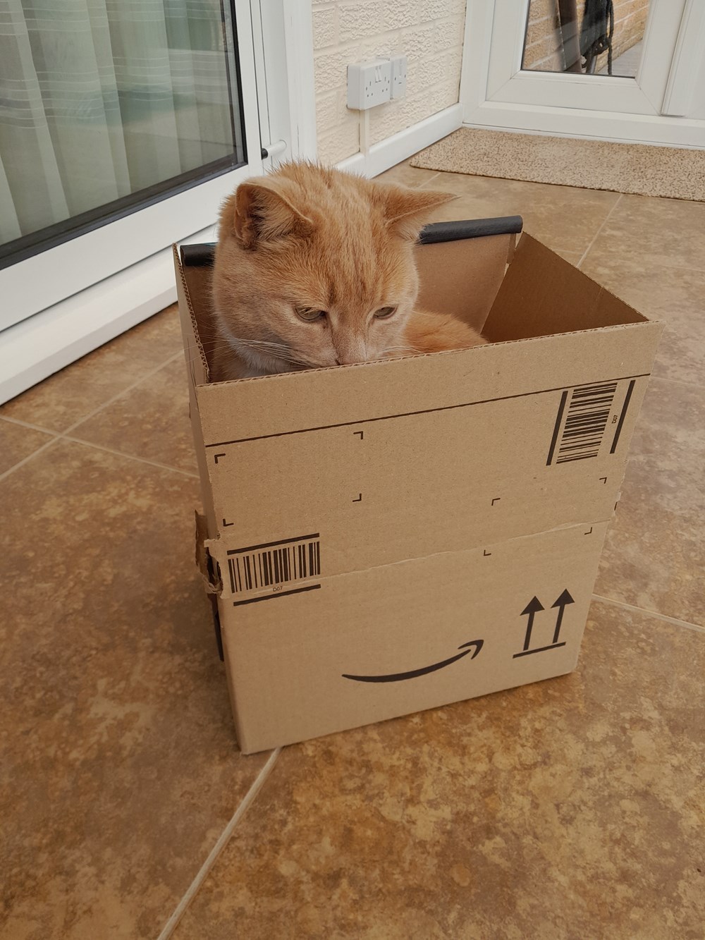 Just another amazon delivery - Lolcats - lol | cat memes | funny cats | funny cat pictures with ...