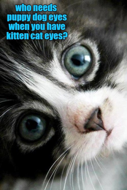Cuties - Lolcats - lol | cat memes | funny cats | funny cat pictures with words on them | funny ...