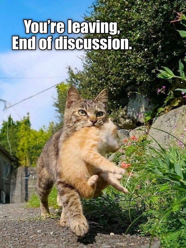 When mom has had enough. - Lolcats - lol | cat memes | funny cats ...