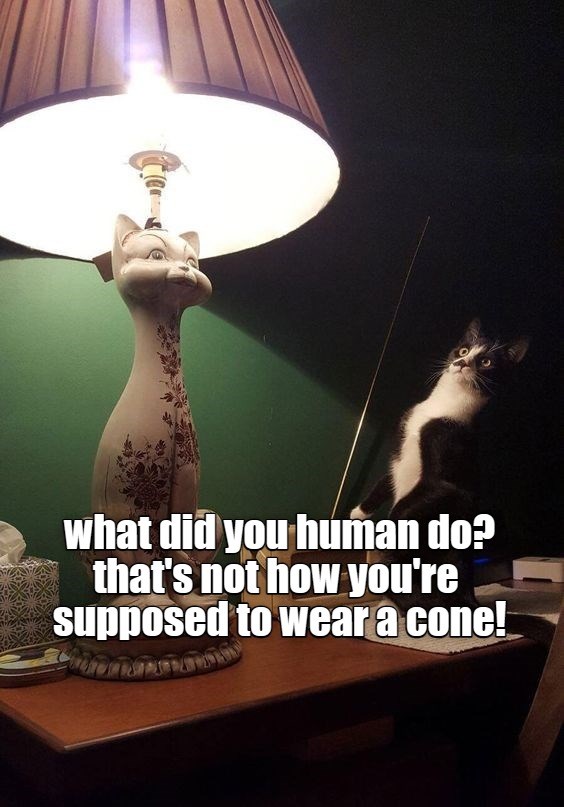 Didn't the vet explain? - Lolcats - lol | cat memes | funny cats ...