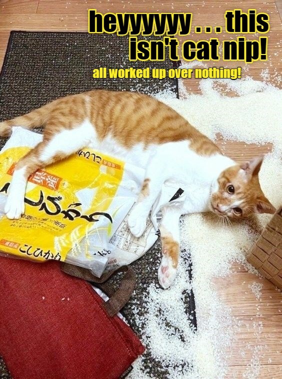 All worked up over nothing - Lolcats - lol | cat memes | funny cats ...