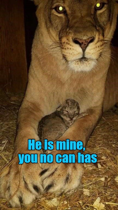 Totally yours - Lolcats - lol | cat memes | funny cats | funny cat ...