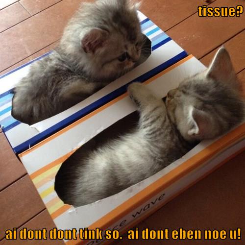 No - Lolcats - lol | cat memes | funny cats | funny cat pictures with ...