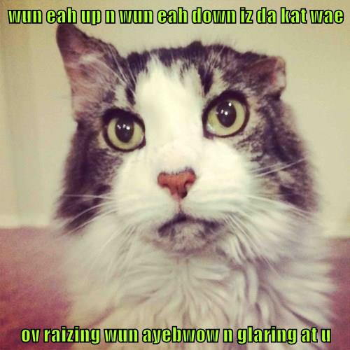 The second option - Lolcats - lol | cat memes | funny cats | funny cat ...