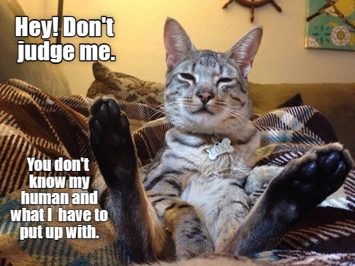 Being a cat is hard work - I Can Has Cheezburger?