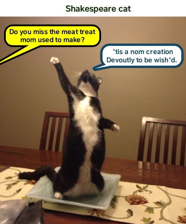 To nom, or not to nom - that is never in question - Lolcats - lol | cat ...