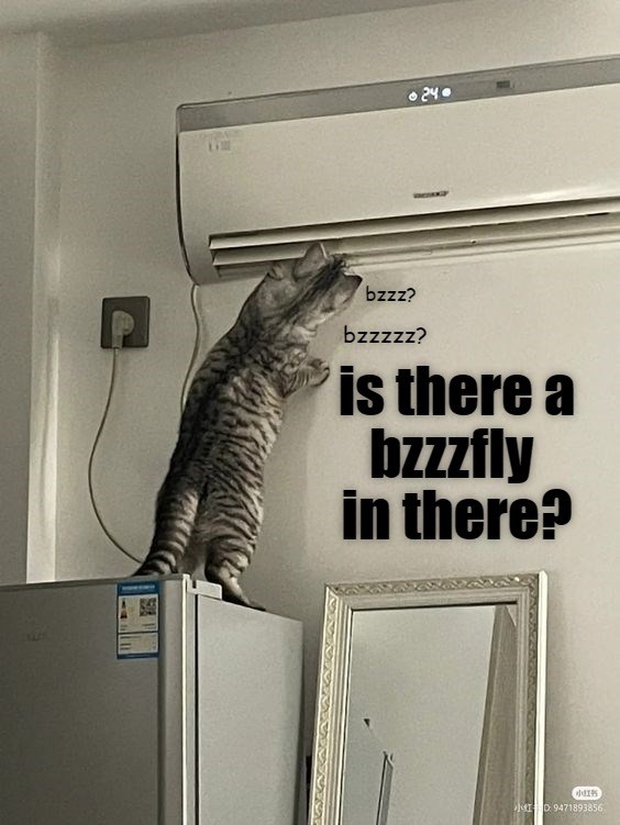 Bzz? - Lolcats - lol | cat memes | funny cats | funny cat pictures with ...