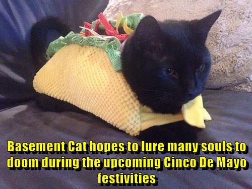 Strategic - Lolcats - lol | cat memes | funny cats | funny cat pictures ...