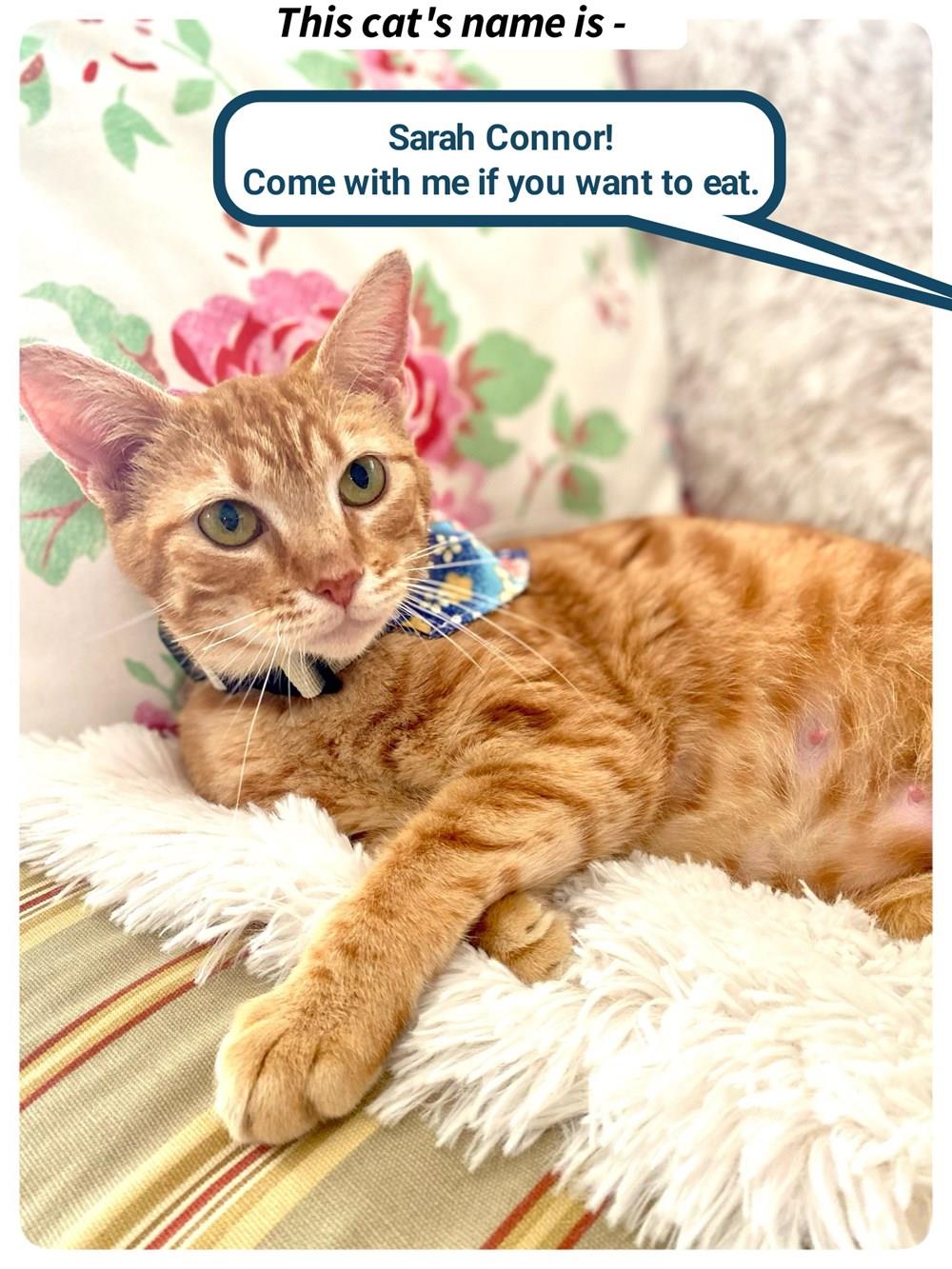 Cat vs tummy-nators - Lolcats - lol | cat memes | funny cats | funny ...