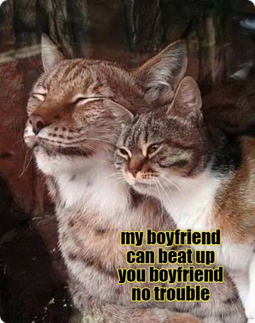 No trouble - Lolcats - lol | cat memes | funny cats | funny cat ...