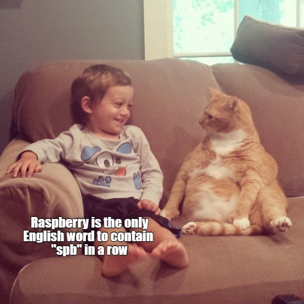 Raspberry - Lolcats - lol | cat memes | funny cats | funny cat pictures ...