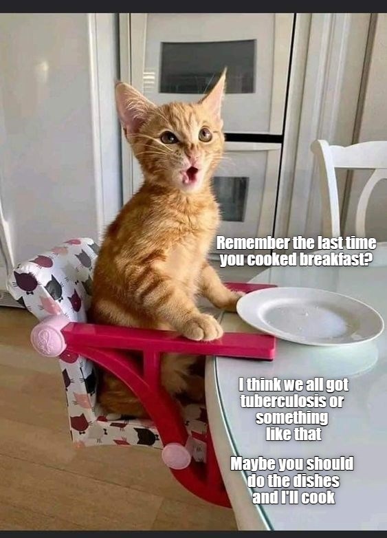 Breakfast - Lolcats - lol | cat memes | funny cats | funny cat pictures ...