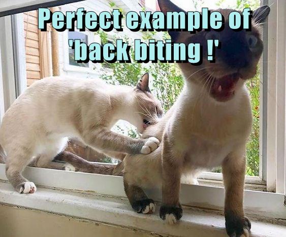Back biting - Lolcats - lol | cat memes | funny cats | funny cat ...