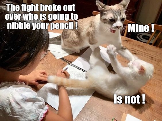 Sibling rivalry - Lolcats - lol | cat memes | funny cats | funny cat ...