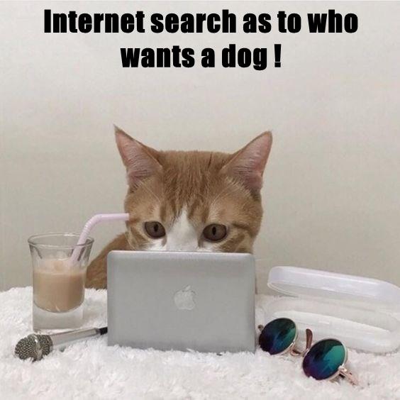 Pshh no one - Lolcats - lol | cat memes | funny cats | funny cat ...