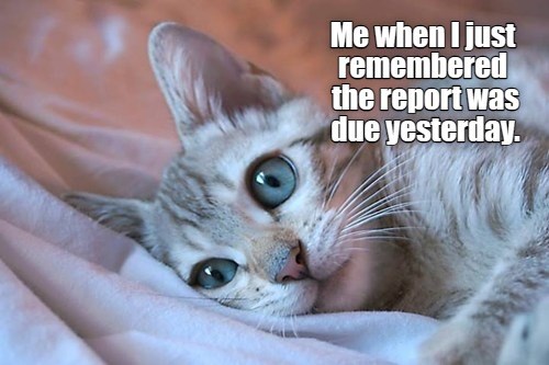 Oops - Lolcats - lol | cat memes | funny cats | funny cat pictures with ...