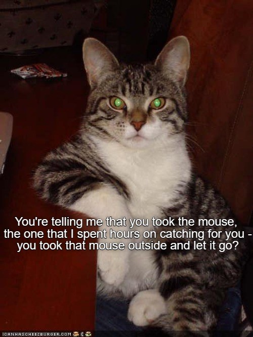 Rude - Lolcats - lol | cat memes | funny cats | funny cat pictures with ...