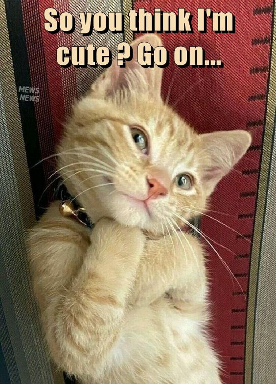 Go on... - Lolcats - lol | cat memes | funny cats | funny cat pictures ...