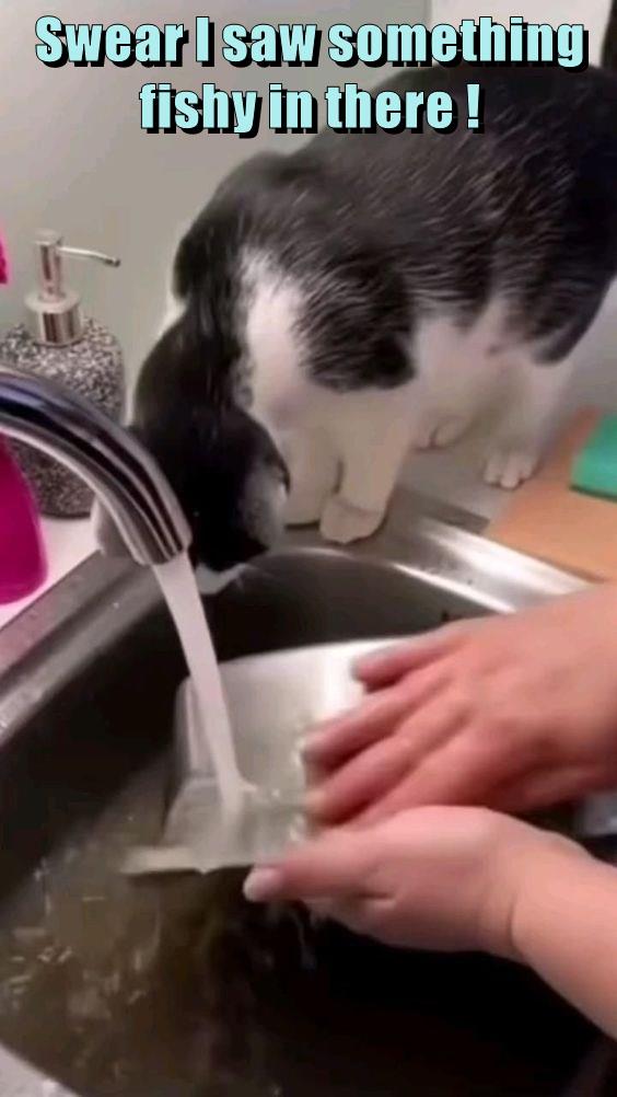 Fishy - Lolcats - lol | cat memes | funny cats | funny cat pictures ...