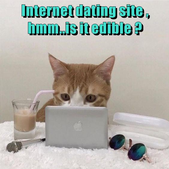 Hmm - Lolcats - lol | cat memes | funny cats | funny cat pictures with ...