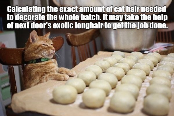 Doing the math - Lolcats - lol | cat memes | funny cats | funny cat ...