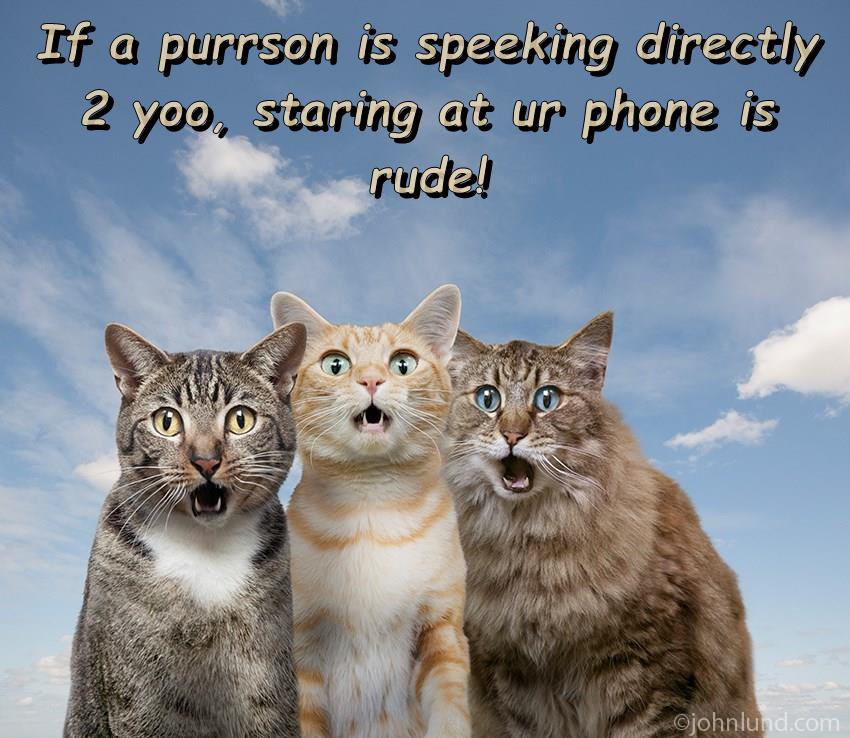 Rude - Lolcats - lol | cat memes | funny cats | funny cat pictures with ...