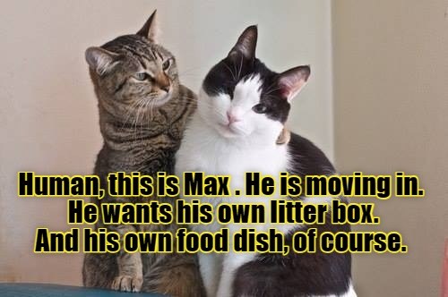 Max is moving in - Lolcats - lol | cat memes | funny cats | funny cat ...