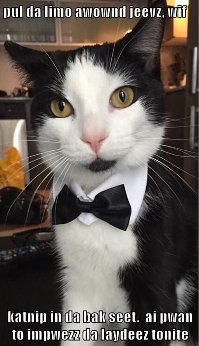 Limo - Lolcats - lol | cat memes | funny cats | funny cat pictures with ...