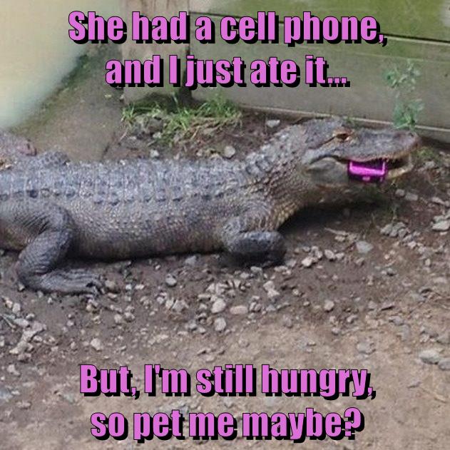 Pet me maybe - Animal Comedy - Animal Comedy, funny animals, animal gifs