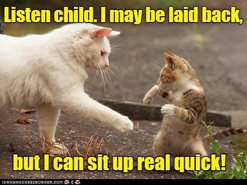 Don't mess with Momma - Lolcats - lol | cat memes | funny cats | funny ...