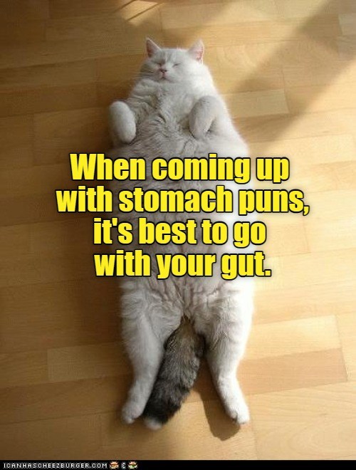 Go with your gut - Lolcats - lol | cat memes | funny cats | funny cat ...