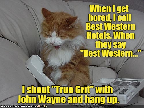 Prank call - Lolcats - lol | cat memes | funny cats | funny cat ...