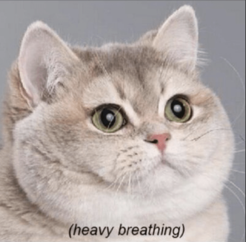 A classic - Lolcats - lol | cat memes | funny cats | funny cat pictures ...