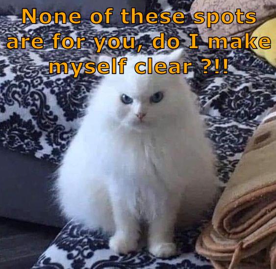 Sir, yes, sir! - Lolcats - lol | cat memes | funny cats | funny cat pictures with words on them ...