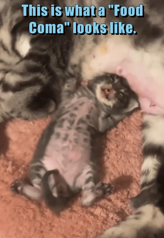 Food coma - Lolcats - lol | cat memes | funny cats | funny cat pictures ...