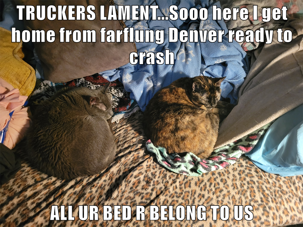 To us - Lolcats - lol | cat memes | funny cats | funny cat pictures ...