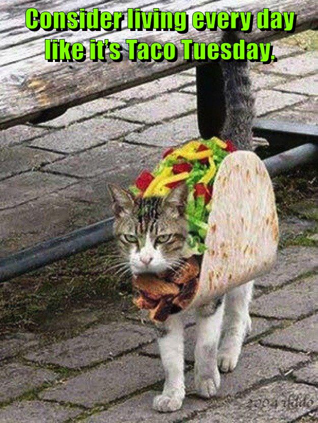 Taco Tuesday - Lolcats - lol | cat memes | funny cats | funny cat ...