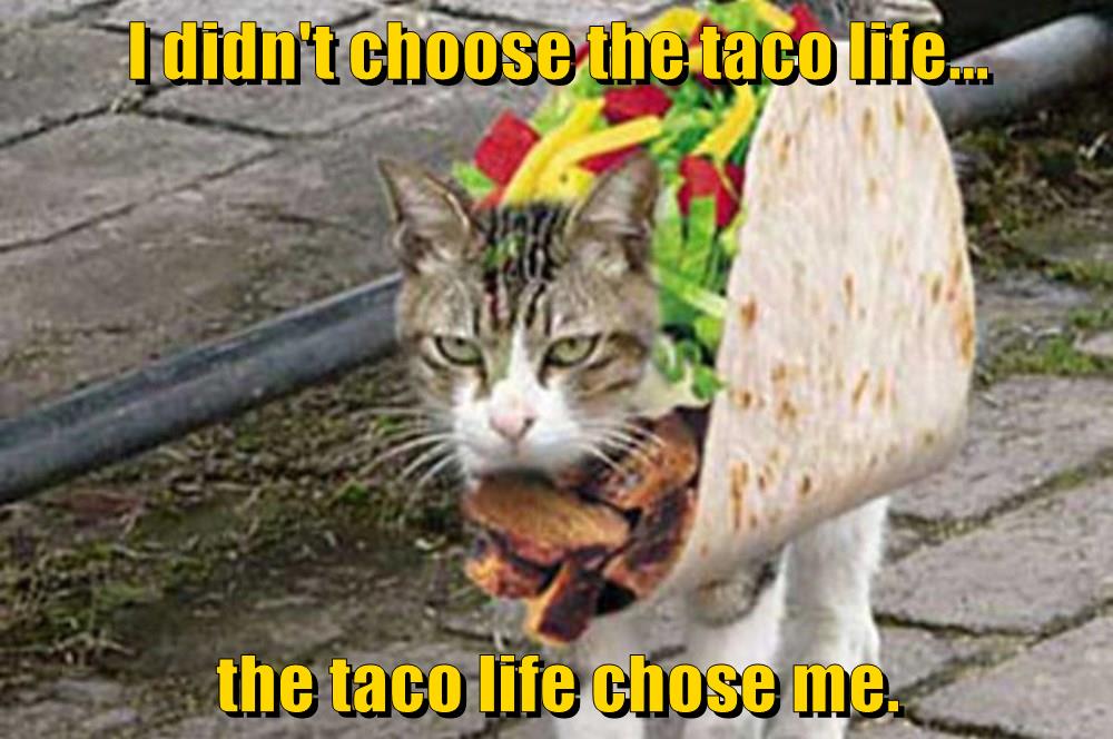 the taco life - Lolcats - lol | cat memes | funny cats | funny cat ...