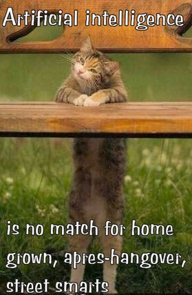 Street smarts - Lolcats - lol | cat memes | funny cats | funny cat ...